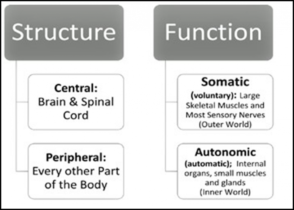 How the Autonomic Nervous System Works - The Dysautonomia Project